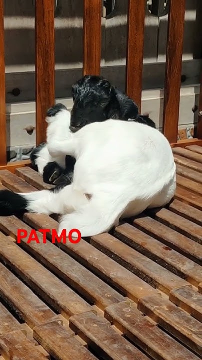 PATMO DI 34 HARI #shots #shorts #shortvideo #blantikcilik #patmo #share #kandangbakoh - YouTube