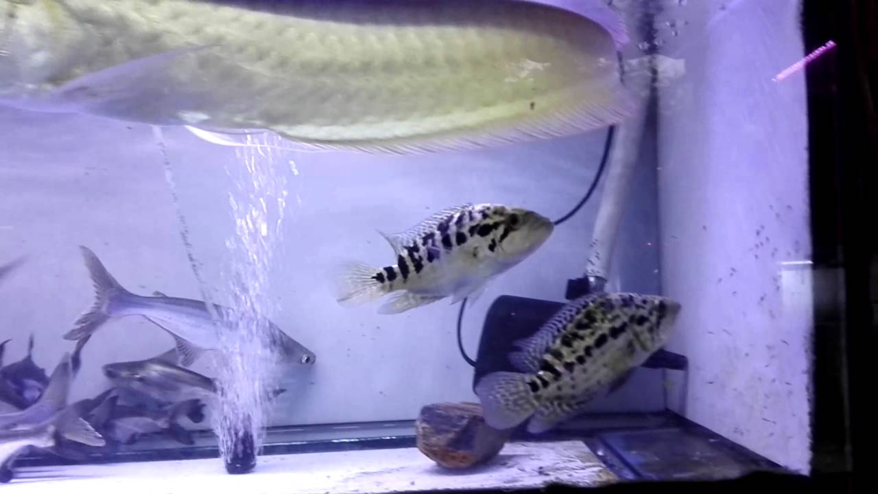 Fish dad and mother protect baby - YouTube