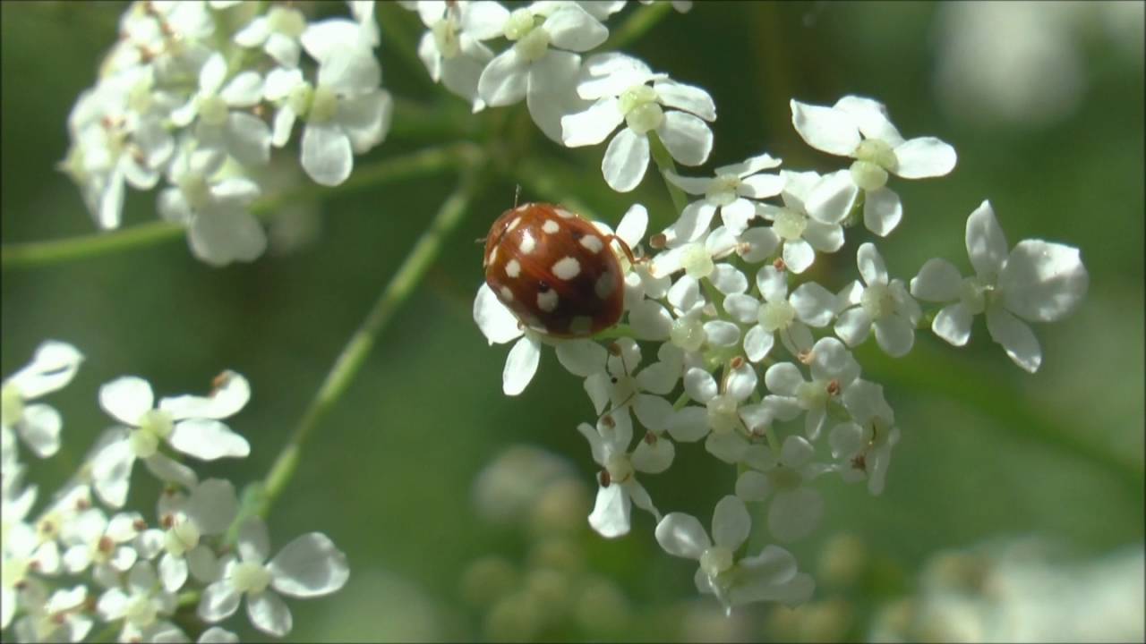 Cream spot Ladybird Calvia quattuordecimguttata - YouTube