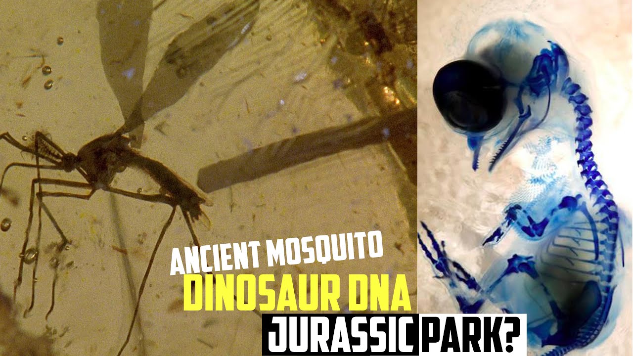 Can We Bring Back the Dinosaurs? The Jurassic Park Question - YouTube