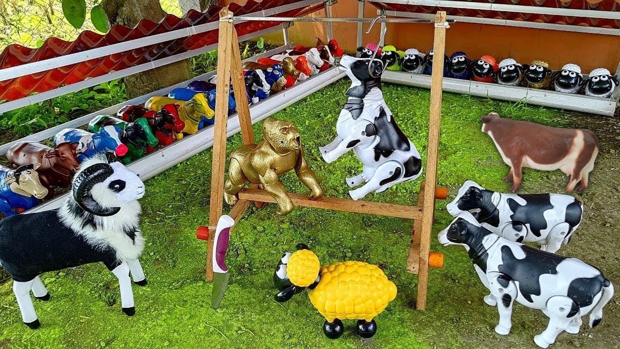 PROSES POTONG SAPI KURBAN LUCU (SIMULASI) - YouTube