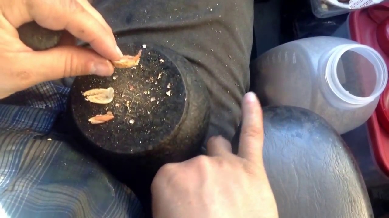 How do you crack your nuts with a mortar and pestle? Shell fragments ...