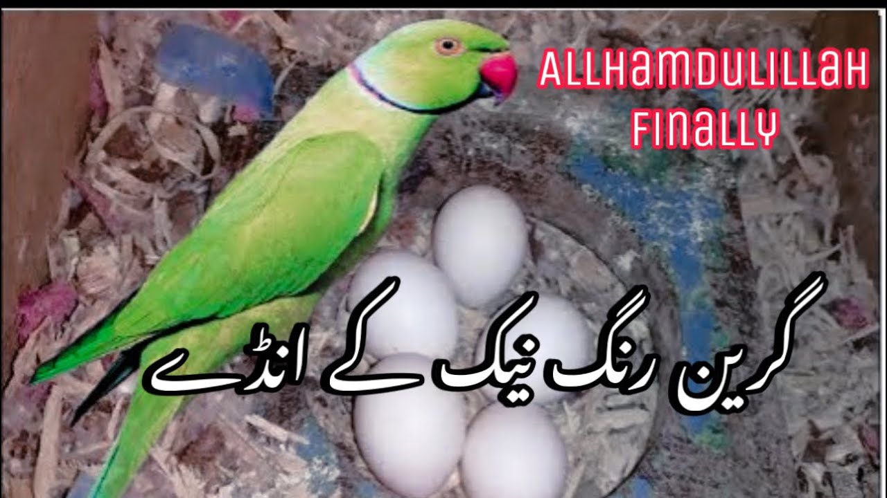 Finally Green Ring Neck ny andy dey he deye | Birds Nest | khizar khan ...
