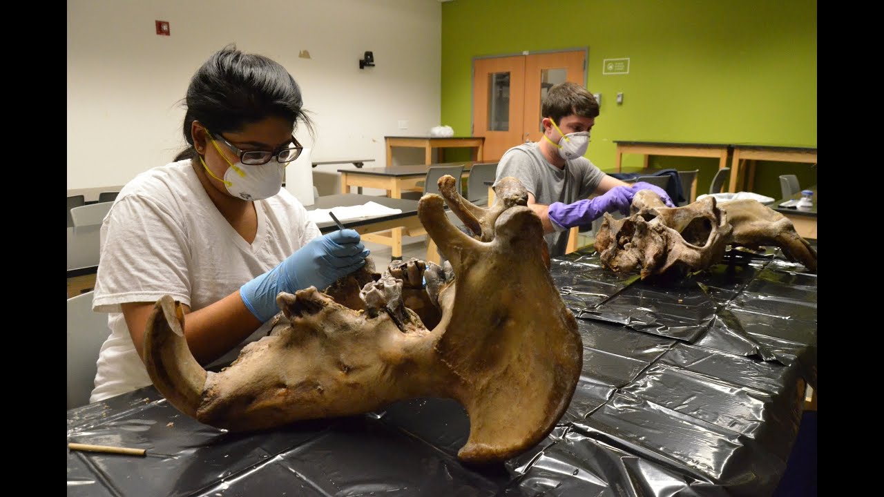 Preparing a Hippopotamus Skull for Display Part 2 - YouTube