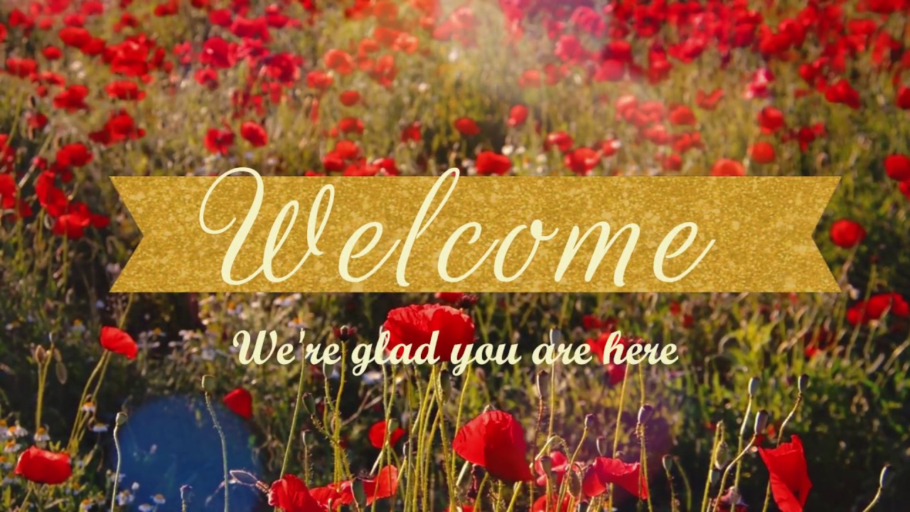 Welcome Red Poppy Field Background Motion Video Loops - YouTube