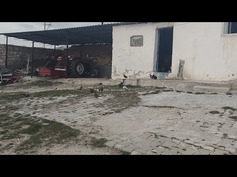 Kümes ziyaret i süper kuşlar