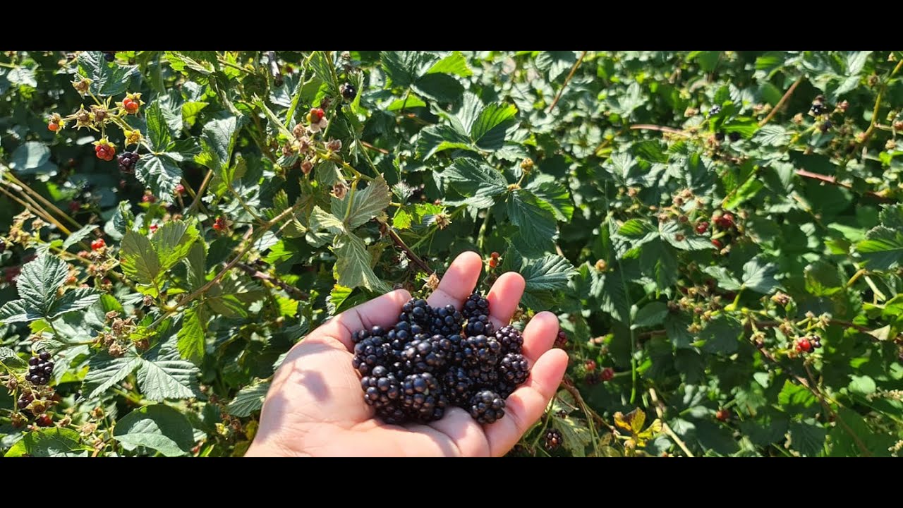 FRUITS IN SWEDEN DURING SUMMER - YouTube