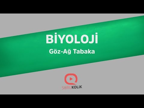 YKS Biyoloji Göz-Ağ Tabaka