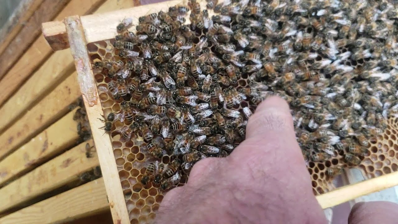 What Makes Me different From Other Northern Beekeepers, INDOOR HIVE ...