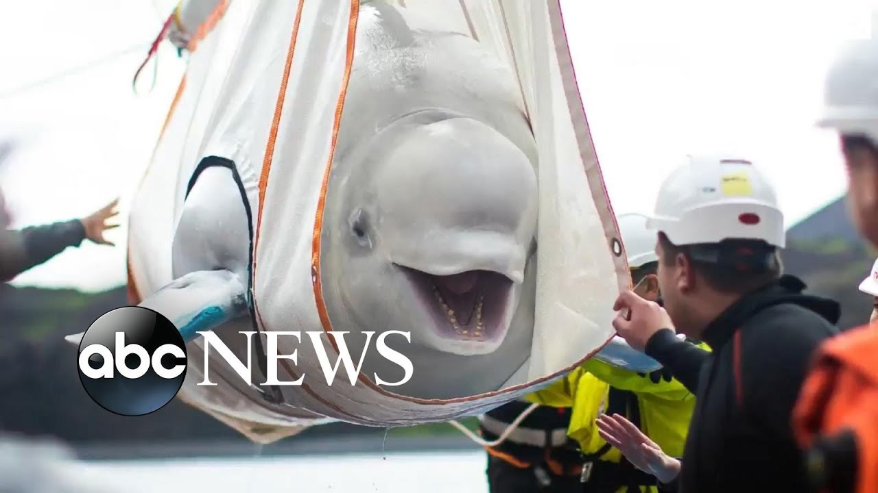 Beluga whales relocated to open water sanctuary l ABC News - YouTube