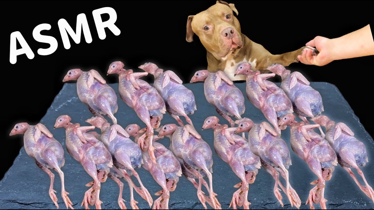 ASMR MUKBANG PITBULL EATING RAW FOODS WHOLE QUAIL - YouTube