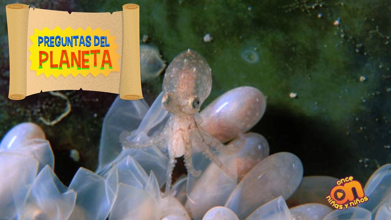 🐙 ¿Cómo nacen los pulpos? Preguntas del planeta. - YouTube
