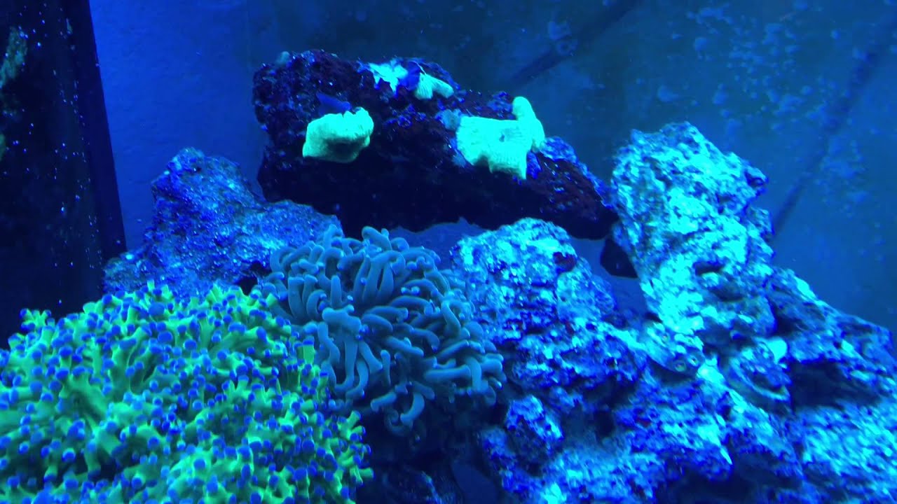 Our fish tank (4K 30FPS iPhone 6S Plus) - YouTube