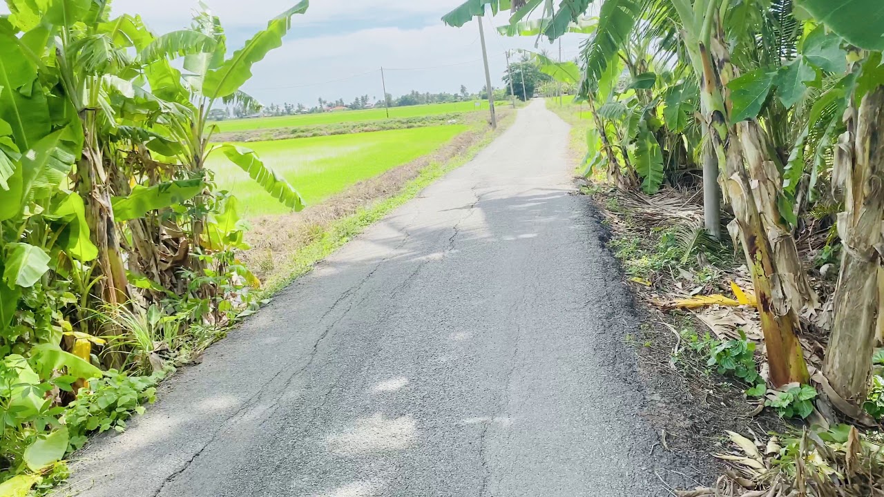 Permandangan sawah padi di Yan, Kedah - YouTube
