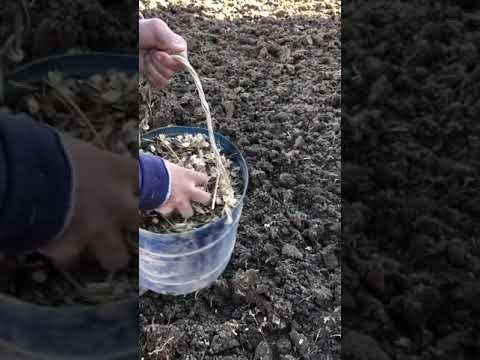 Kavrak ekish Kavrak urug kuchat buyicha murojat uchun 934217776 Uzbekiston buylab yetkazib beramiz