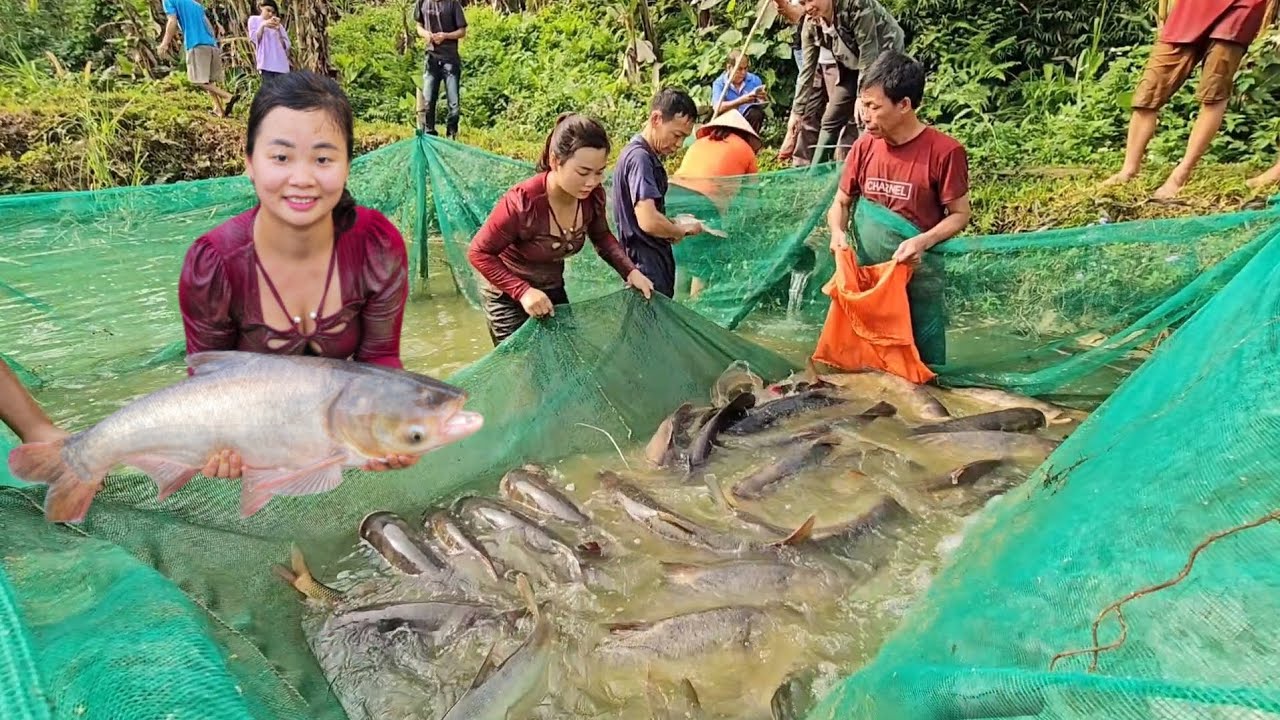 Remove fish harvesting ponds and sell fish to earn extra income. - YouTube