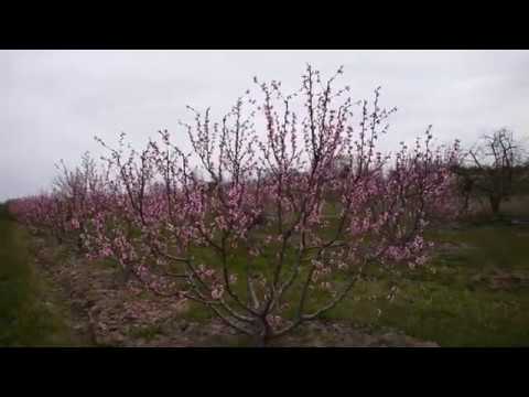 Agaclardaki bu guller iki aydan sonra dadli saftali olacaq