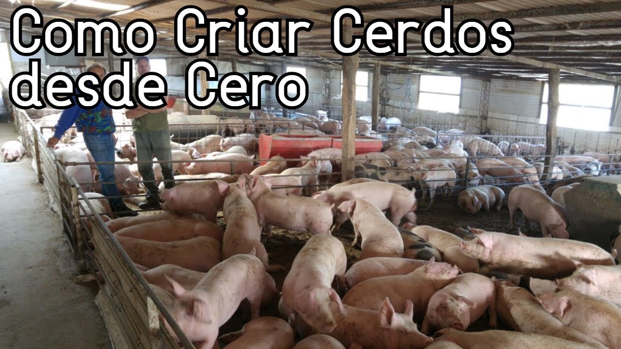Como Empezar A Criar Cerdos Desde Cero║paso A Paso║consejos Básicos