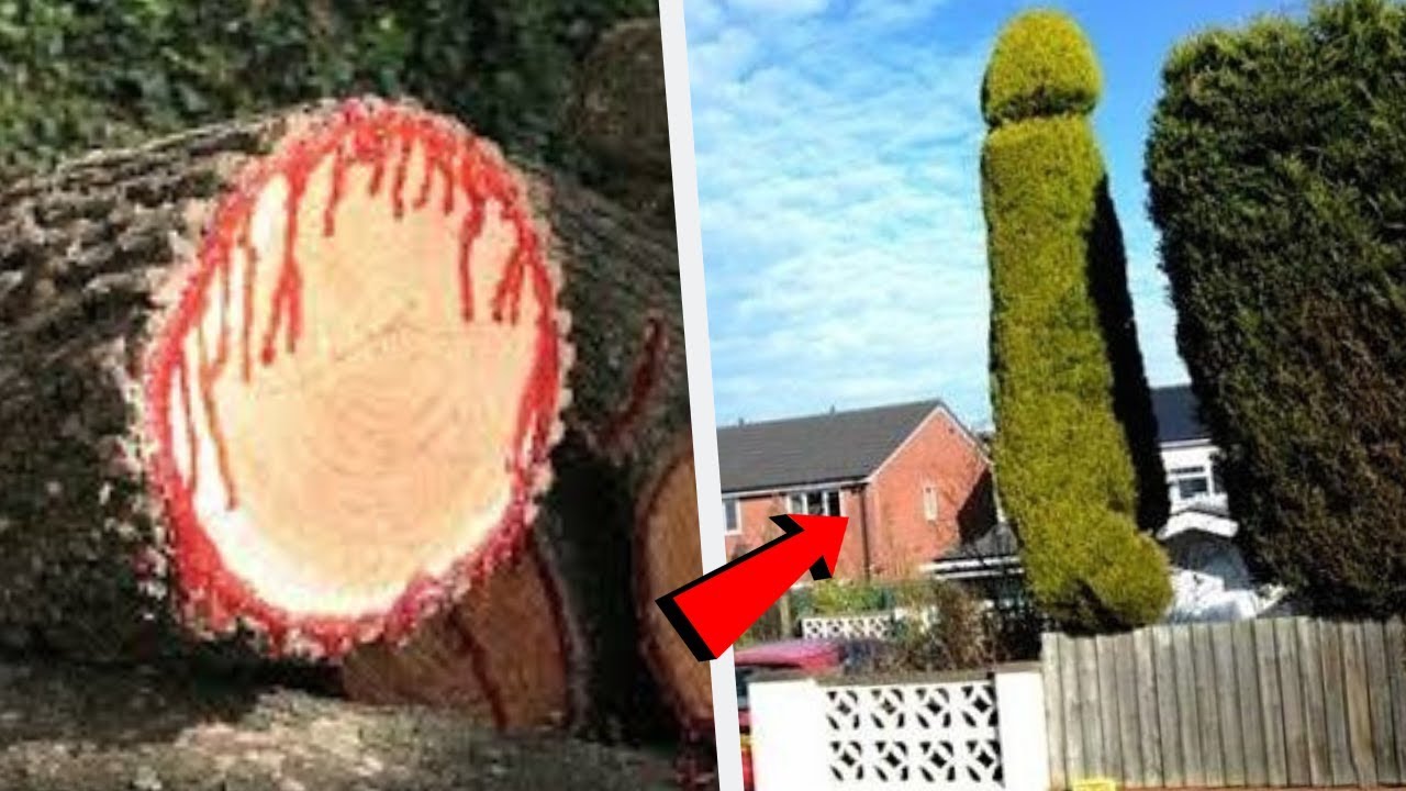 7 Árboles Más RAROS Del Mundo 2020 Árboles Más EXTRAÑOS y EXÓTICOS ...