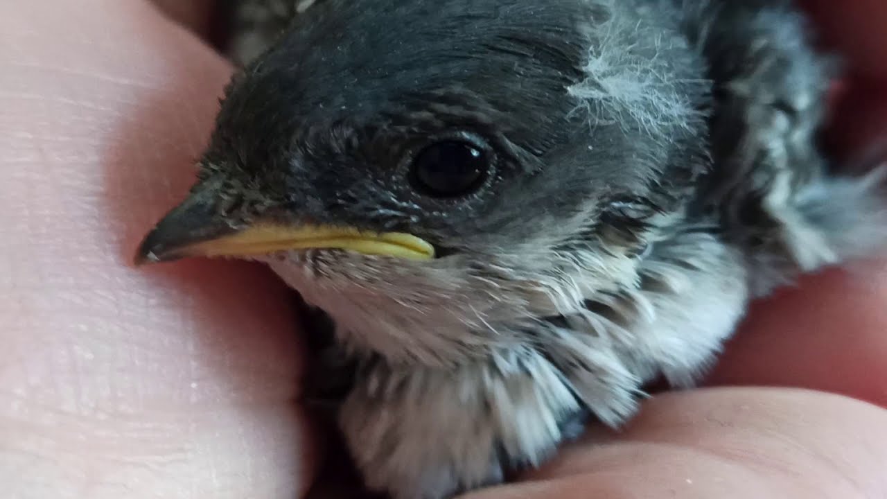 Fütterung einer jungen Schwalbe mit Futterspritze -wenn eine Schwalbe ...