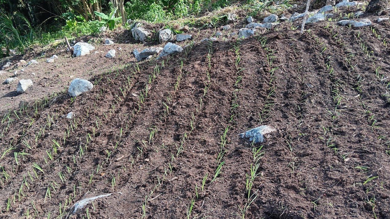 SEGIMOS ENLA SIENBRA - YouTube