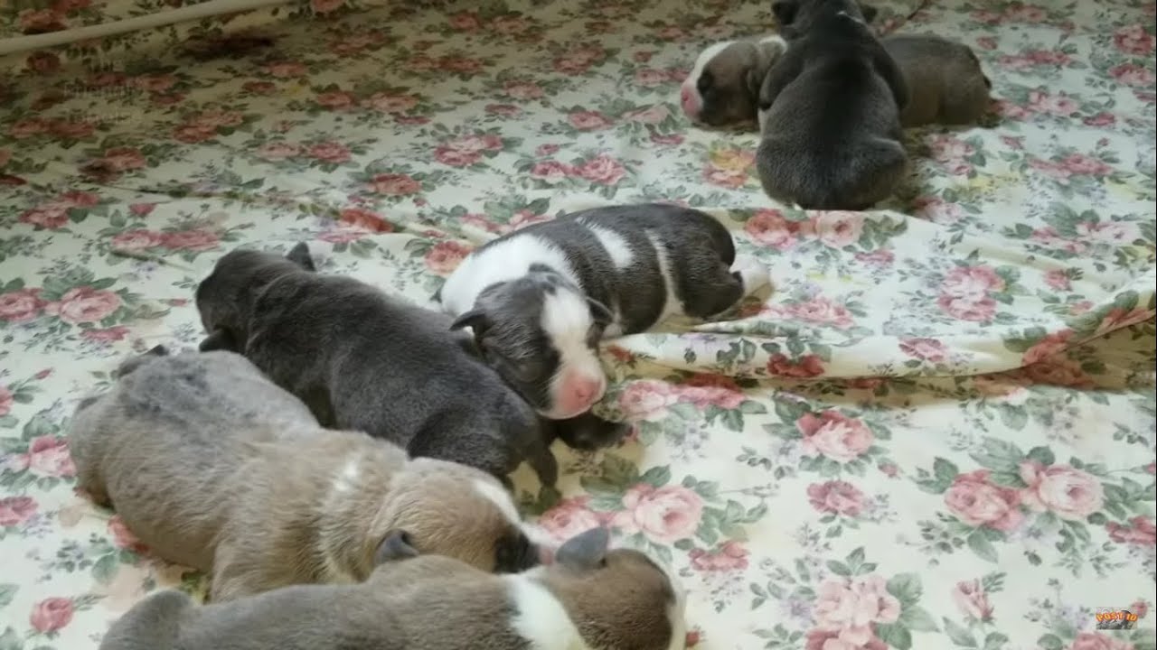 Pebble's Puppies and Other Animals - YouTube