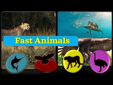 FAST ANIMALS: Peregrine falcon Golden eagle Cheetah Sailfish Ostrich ...