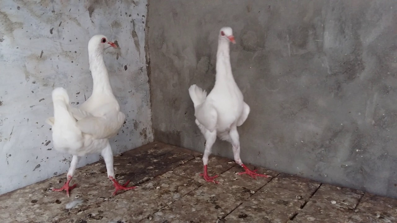 Maltese Pigeon - YouTube