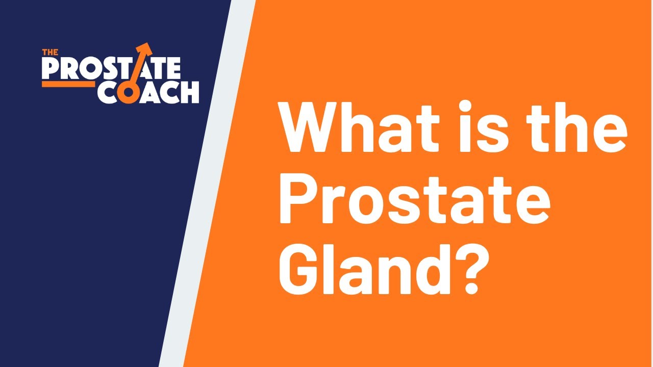 What Is A Prostate And Why Is It Important? - YouTube