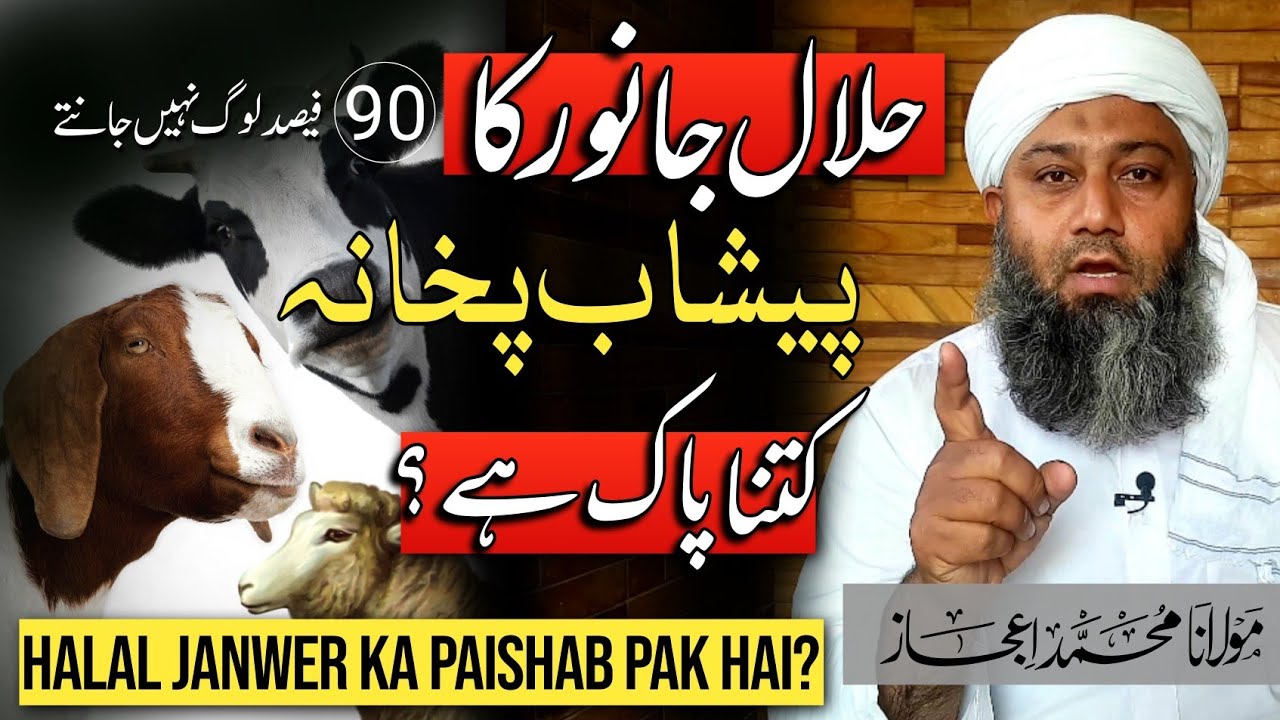 Halal Janwer Ka Peshab Pak Hai? | Halal Janwer In Islam | Molana Ijaz ...