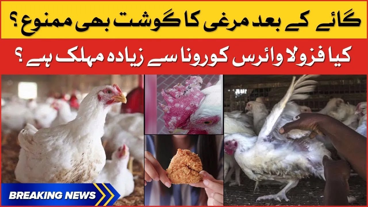 Viral infection in Animal| Karachi | Cow Meat | Skin disease, Disease # ...