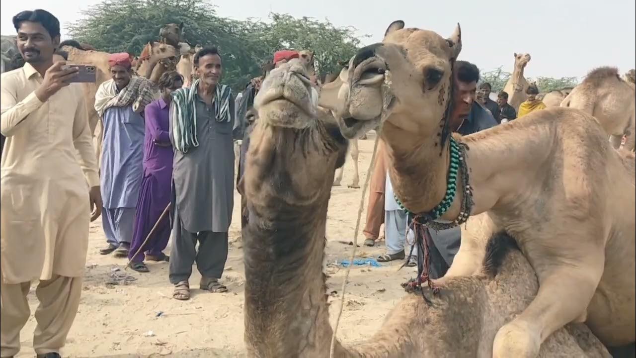 Camel Mating Session Camel Mating Sounds Youtube