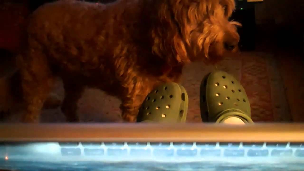 Archie needs some attention - YouTube