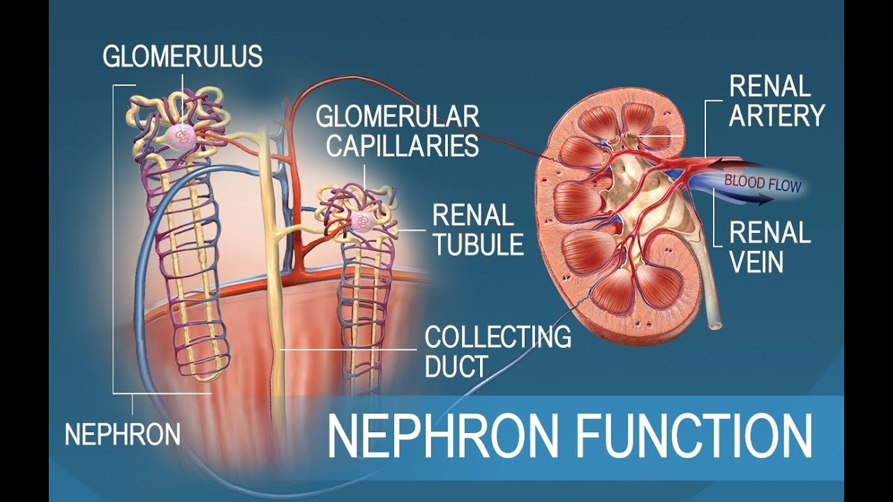 Detailed Overview of Nephron in the Kidneys - YouTube