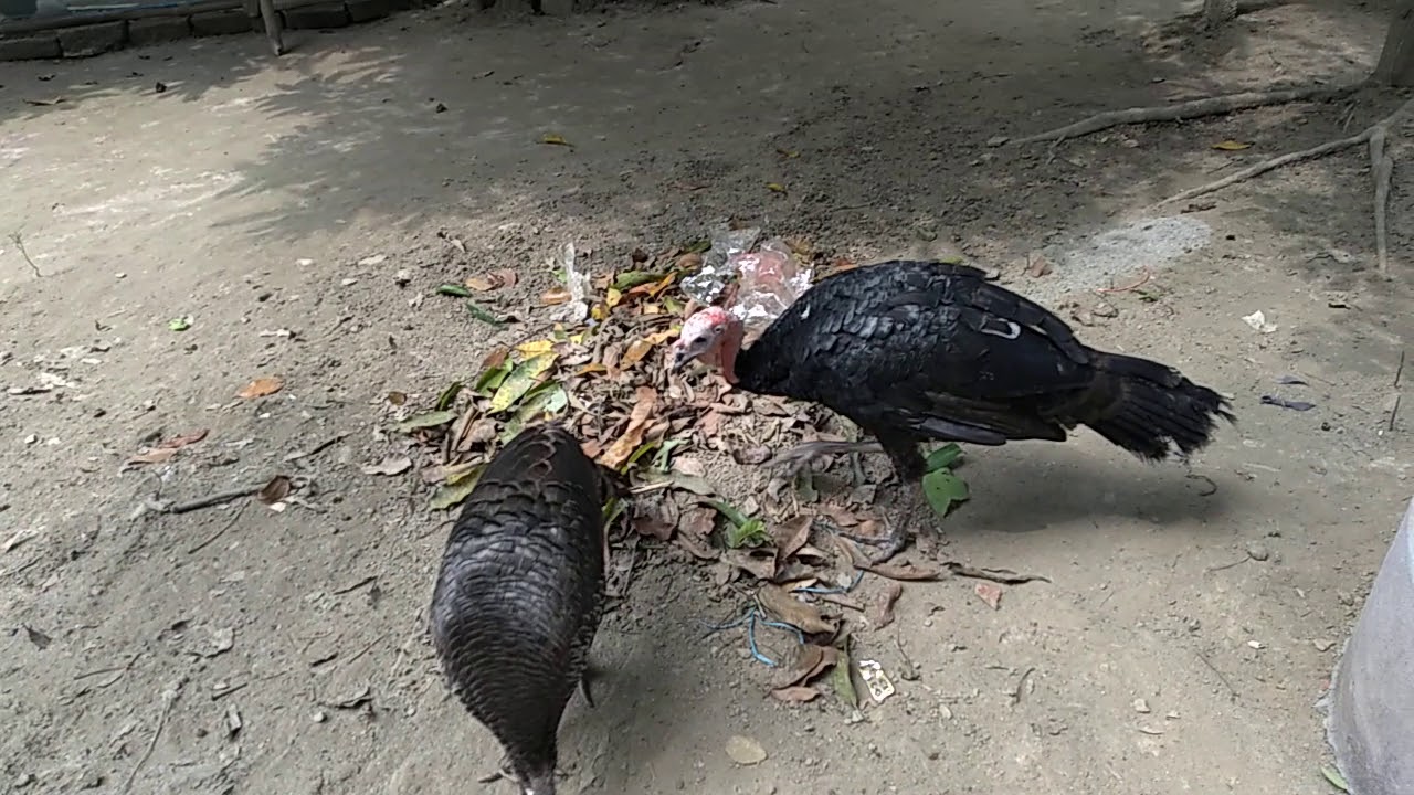 Tarki morgi 😍😍😍. Don't miss to see - YouTube