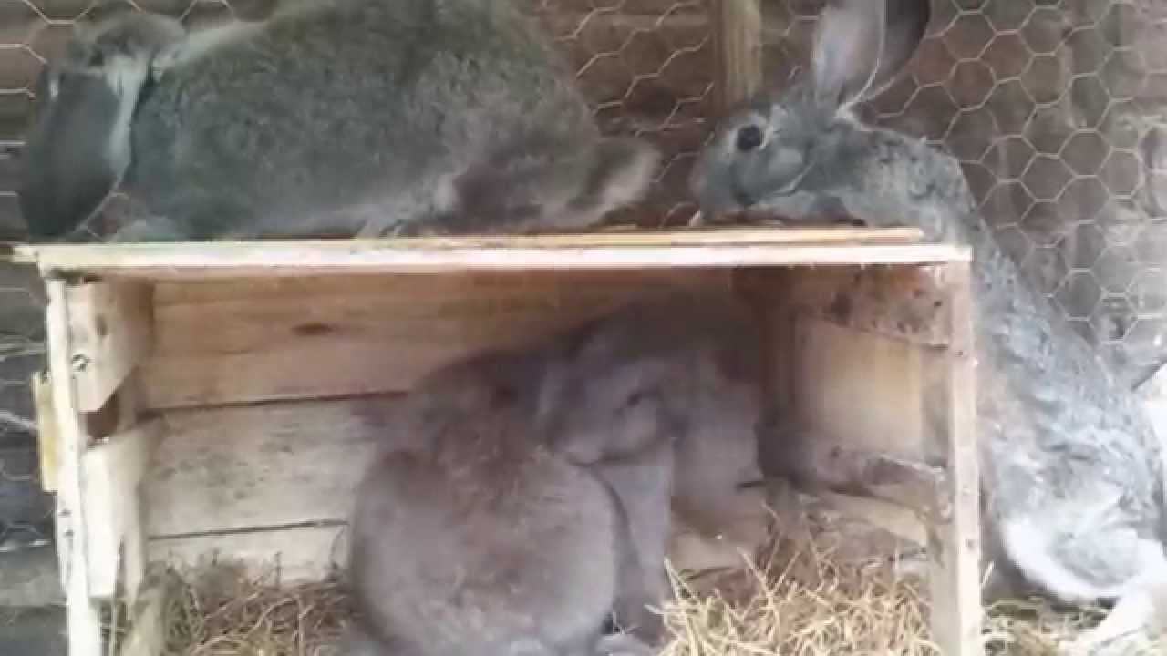 Proyecto cunicultura 092- Apareamiento conejos - YouTube