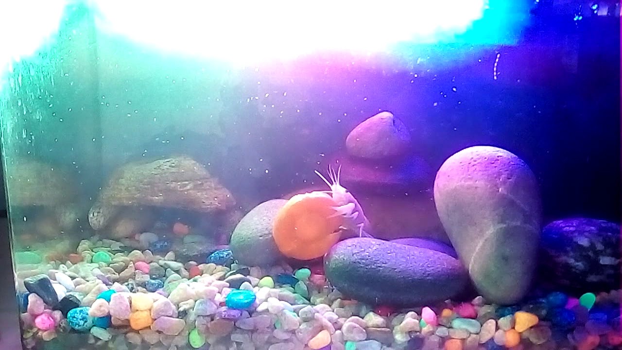 My pet cray fish eating carrot - YouTube