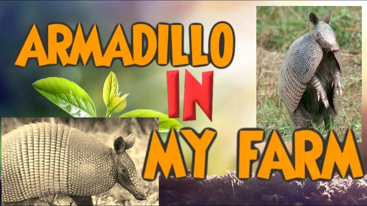 Ghorkhodiyu | ARMADILLO | Honey Badger in India | Garkhodiyu animal ...