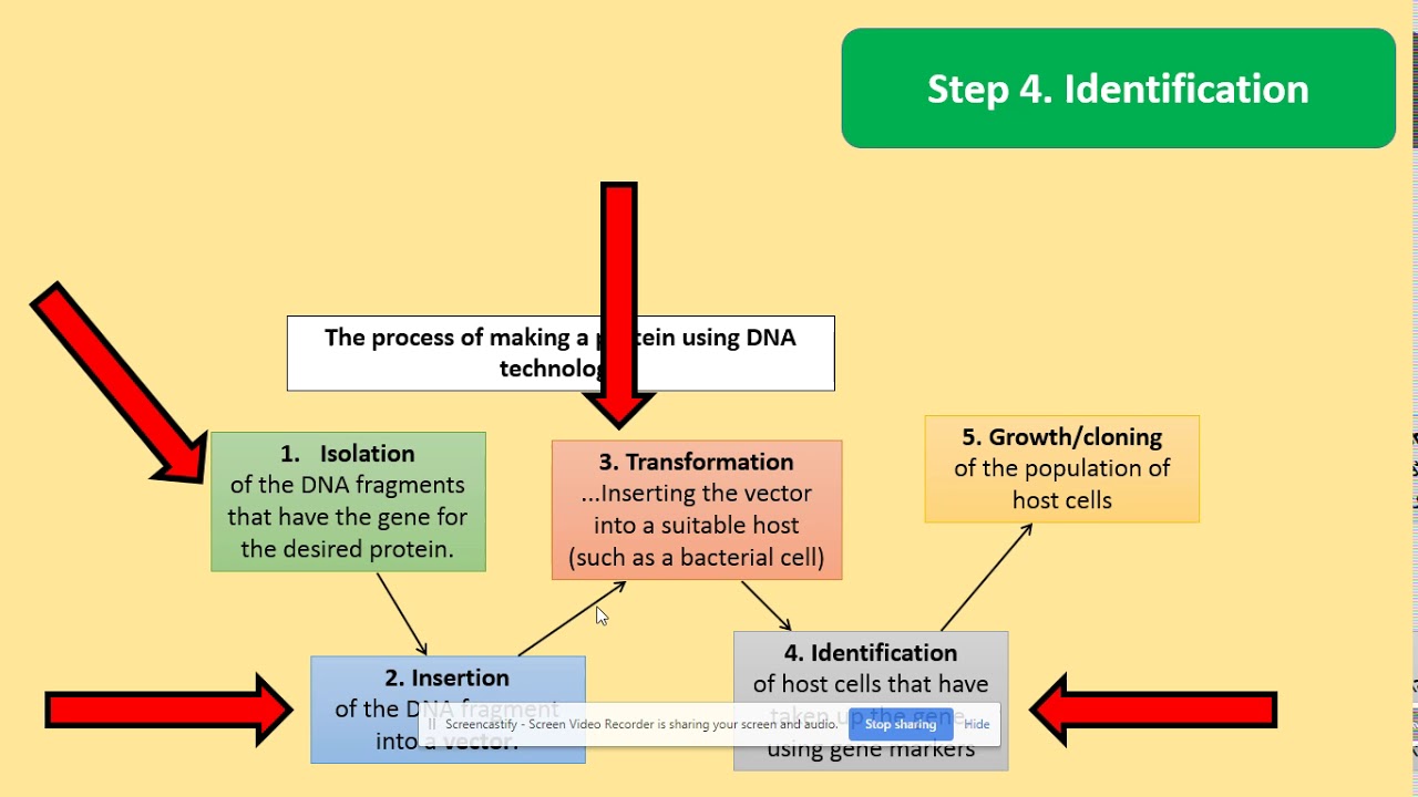 3.8.4.2 In vivo. Insertion. Transformation. Identification. AQA A level ...