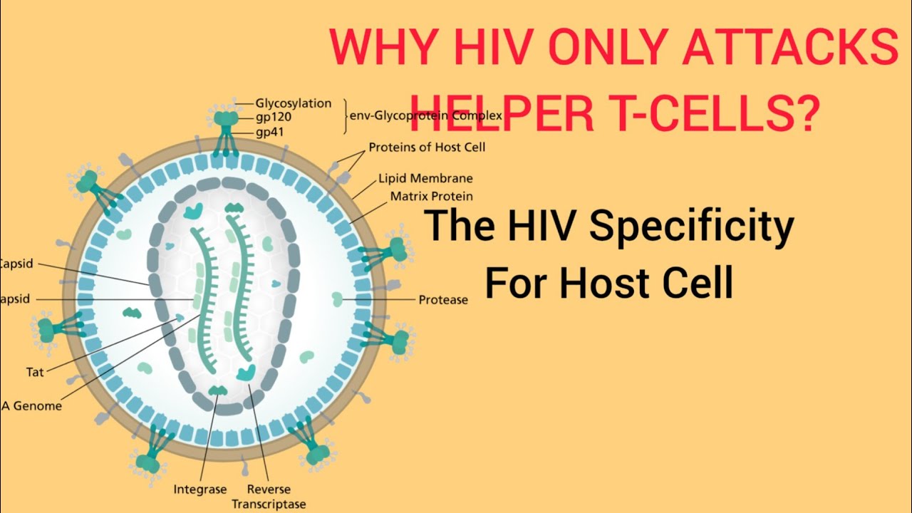 HIV Specificity For Host Cell(LEC#17) Why HIV Is Specific For Helper T ...