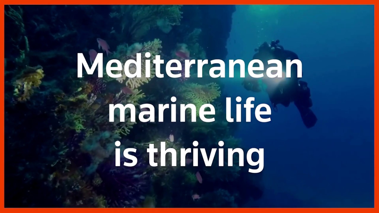 Lockdown a success for the Italy's marine life - YouTube