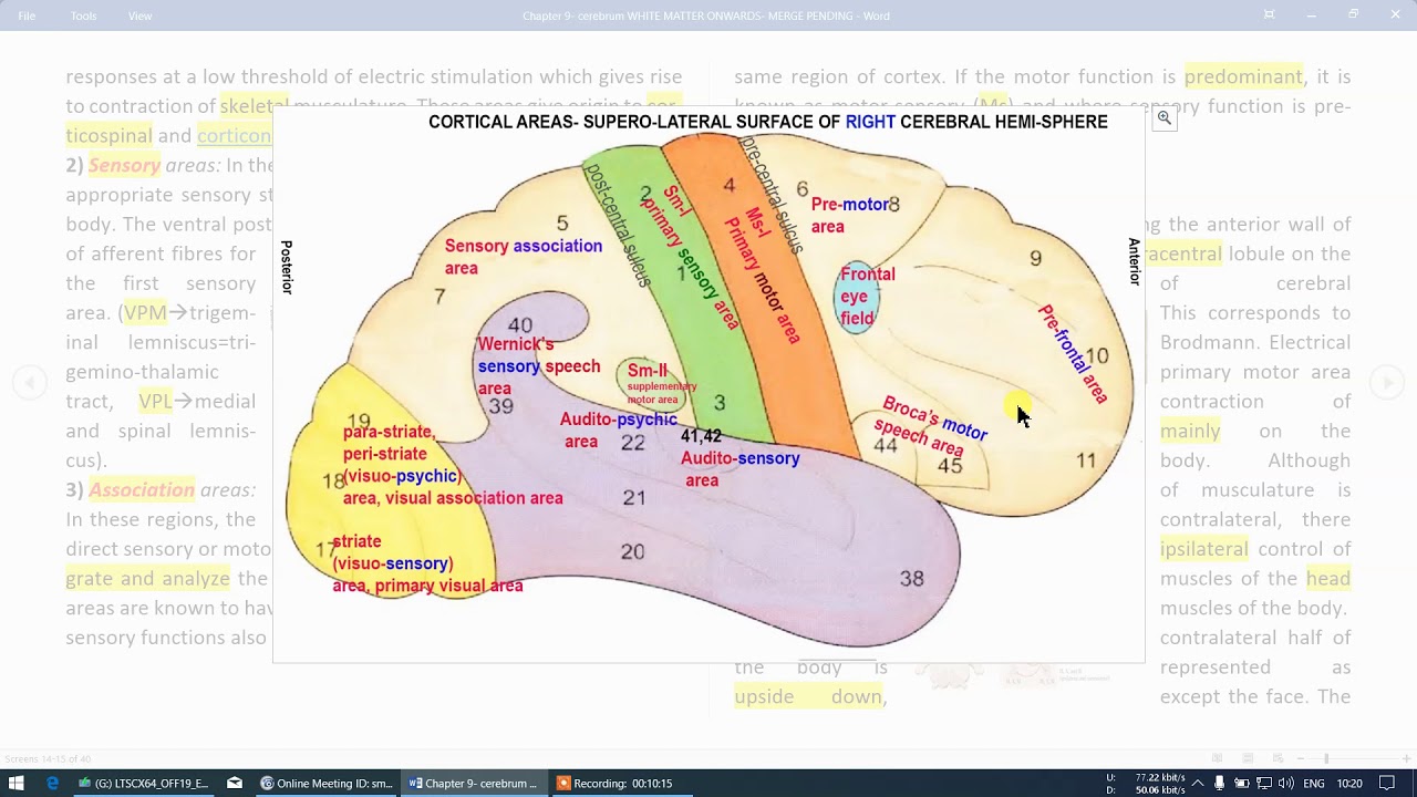 cerebral cortex area numbers, names, functions part 1 white matter of ...