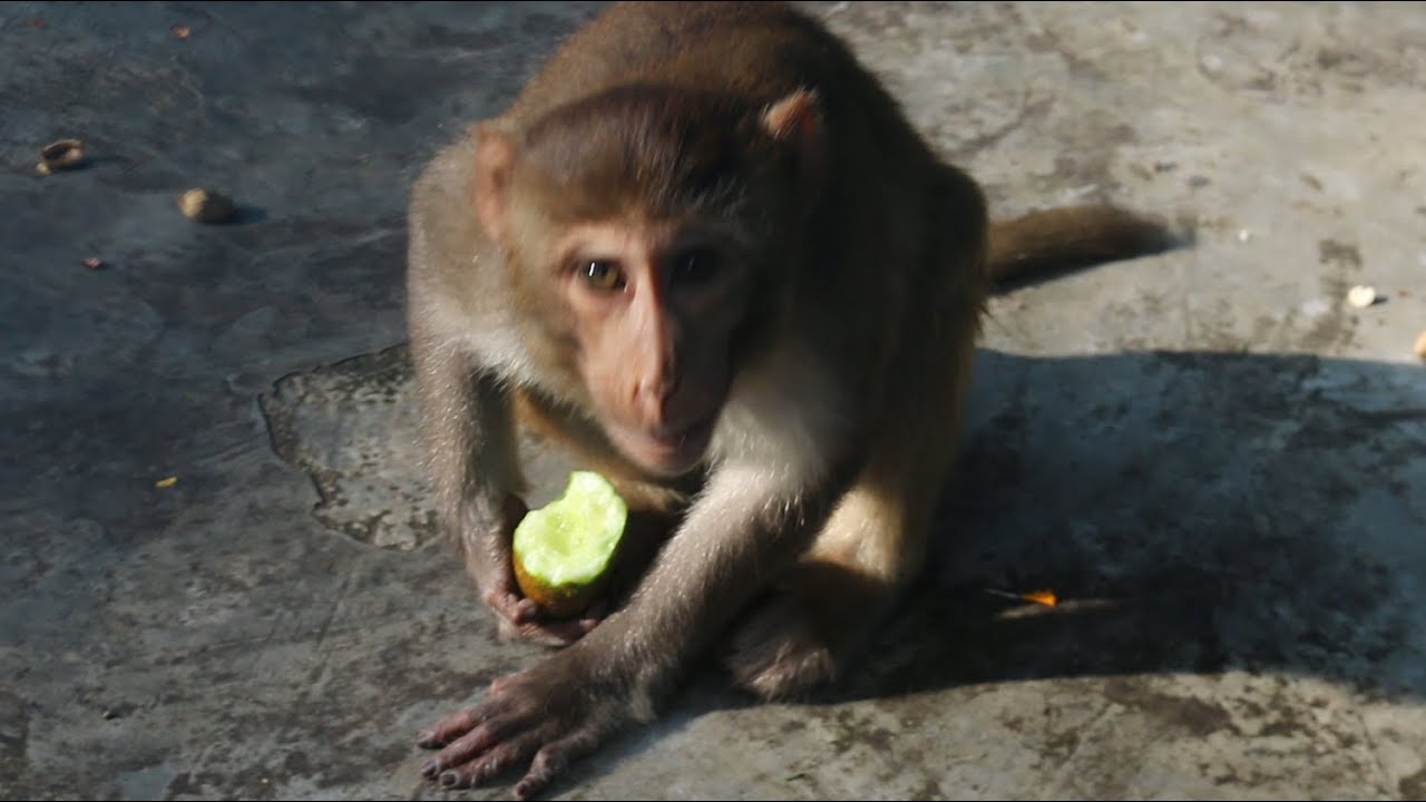 BiBi Monkey Eat Cucumber and Looking on Camera Focus || Wild Animals ...