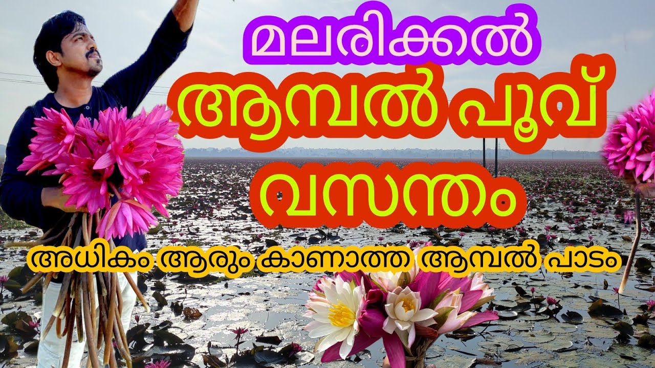Lilly flower Cultivation| Aambal Paadam| ആമ്പൽ പാടം തേടി മലരിക്ക ...