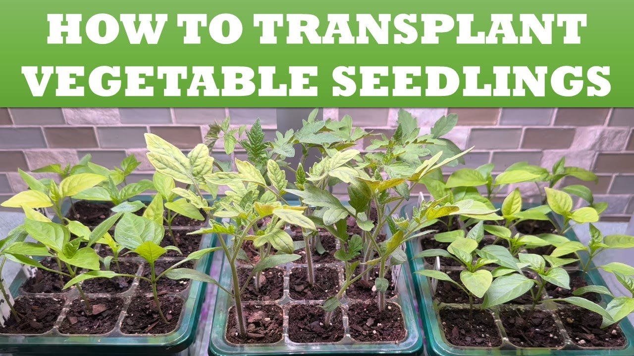How and When to Transplant Vegetable Seedlings - YouTube