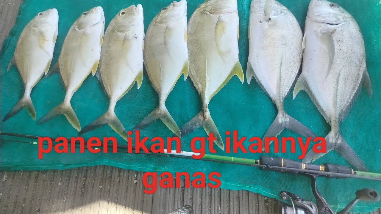strike bertubi2 ikan GT~ asli benar2 ganas ikan disini banyuwangi - YouTube