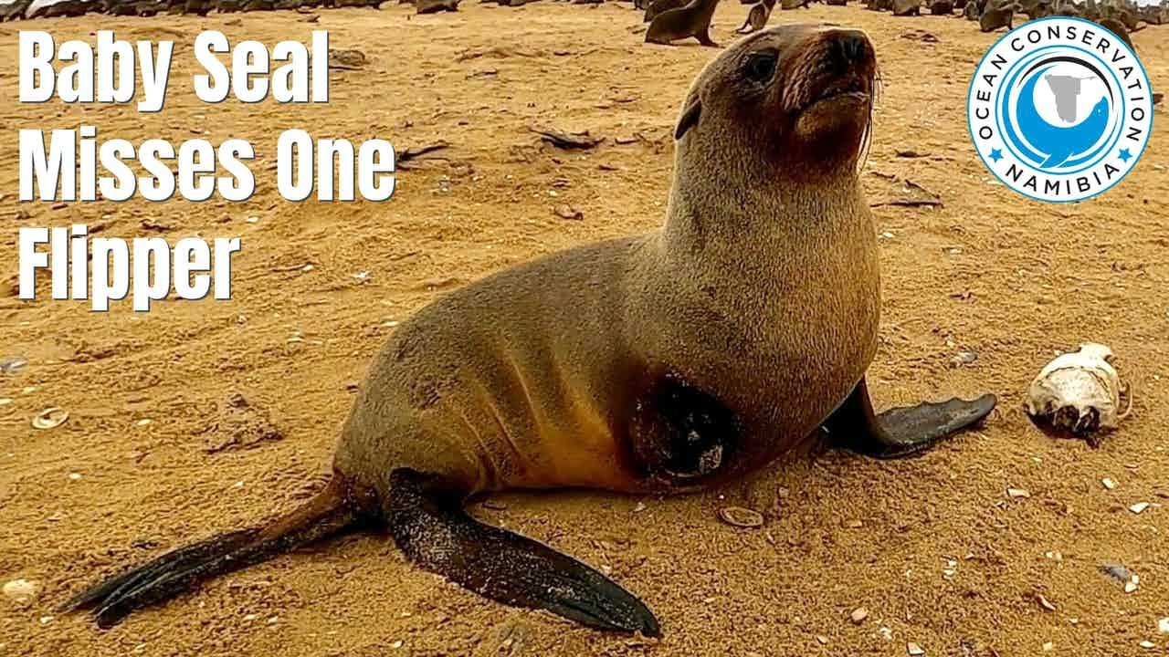 Baby Seal With Missing Flipper Encountered During Rescue - YouTube