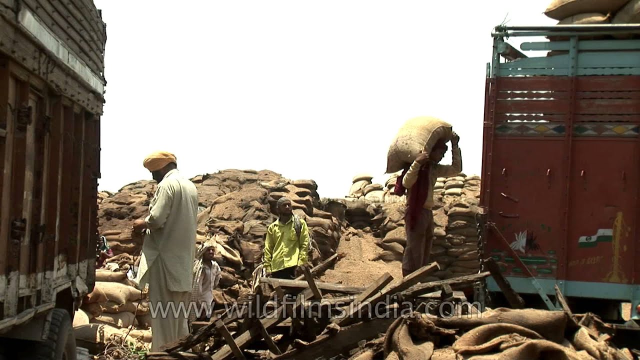Men loading sacks of wheat into a truck - YouTube