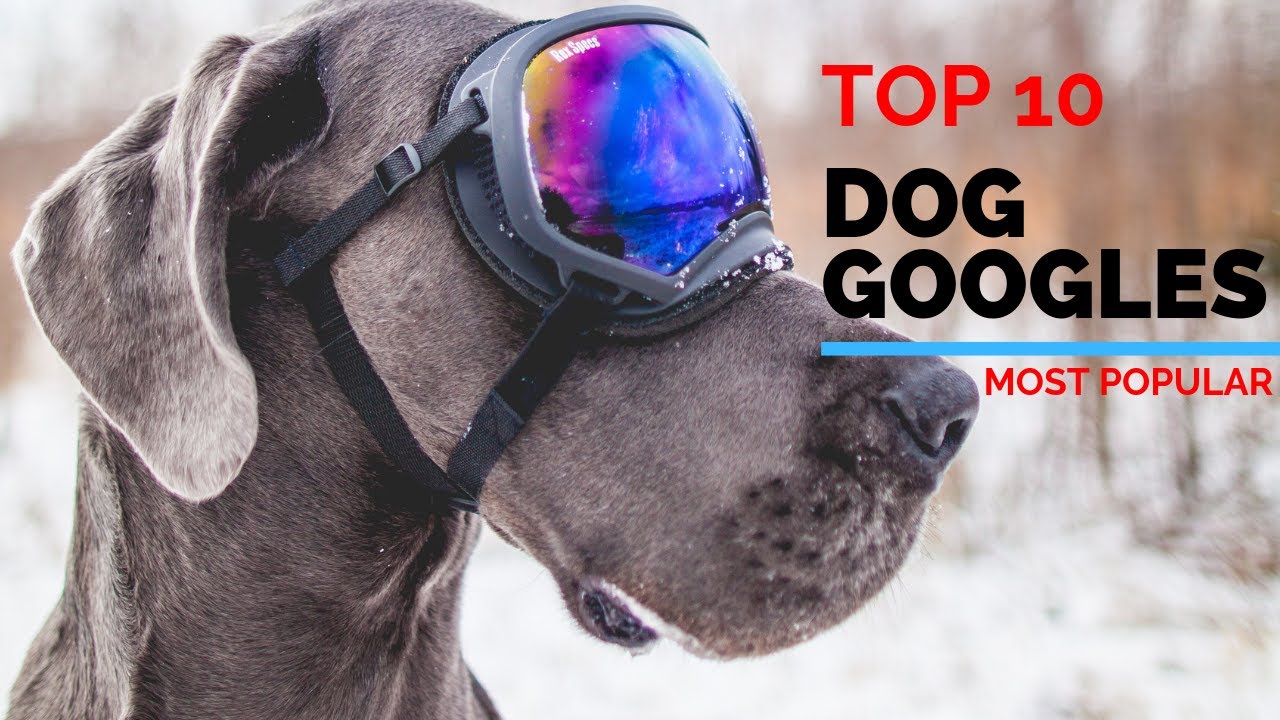 10 Best Dog Googles 2020 | Dog Sunglasses & Eye Gear Review - YouTube