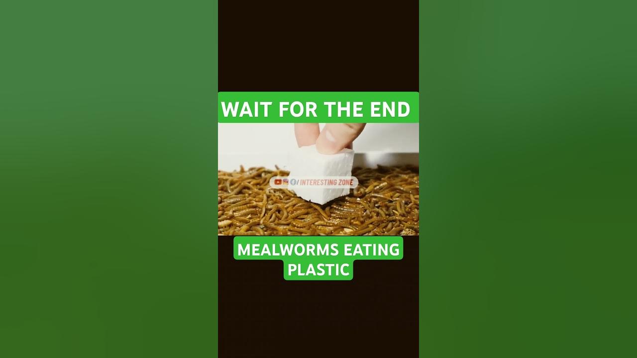 Mealworms eating plastic : Nature's Little Recyclers || #shorts # ...